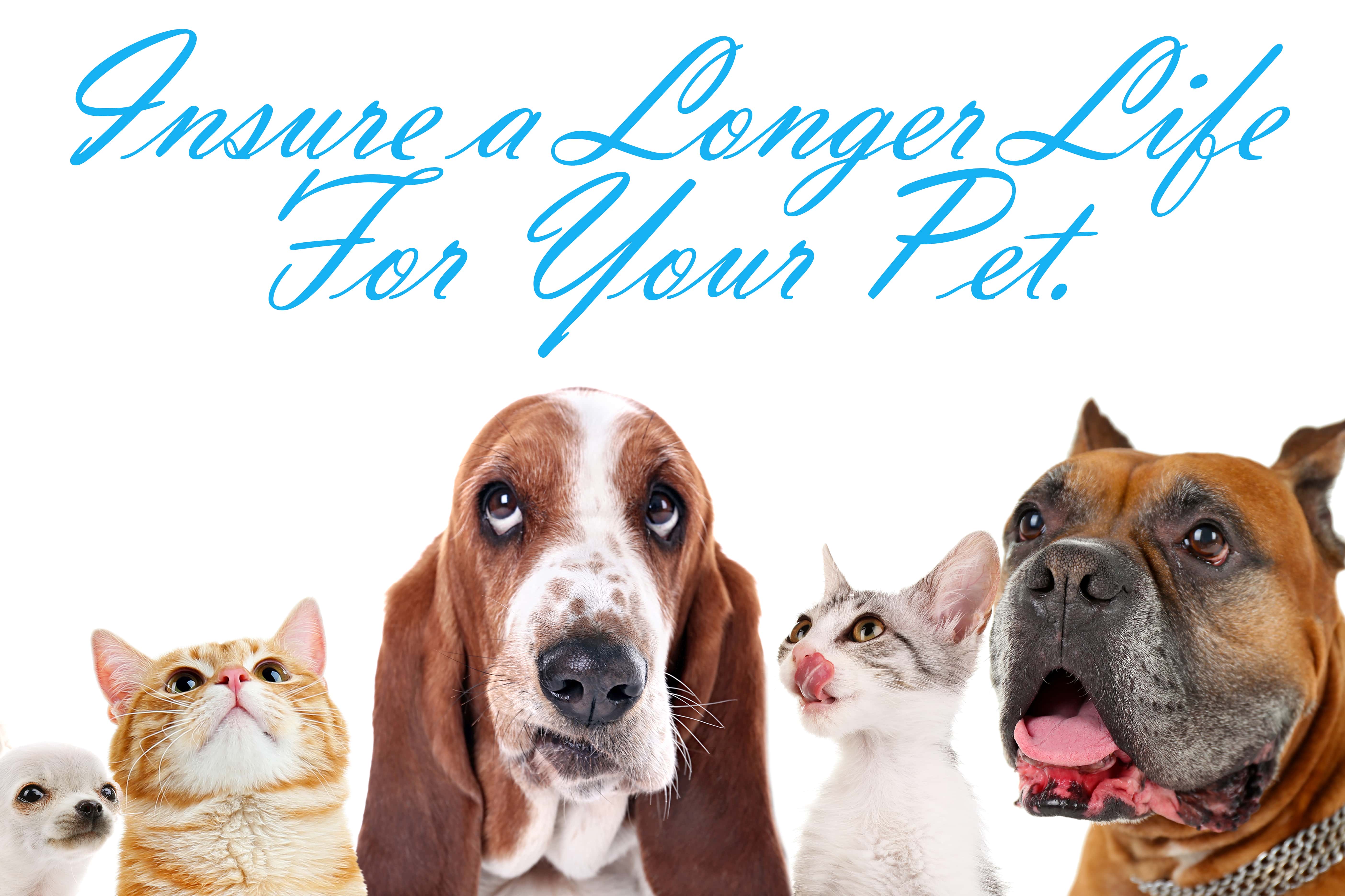 Keep Your Precious Pet in its Prime – Insurance Centers of America, Inc.
